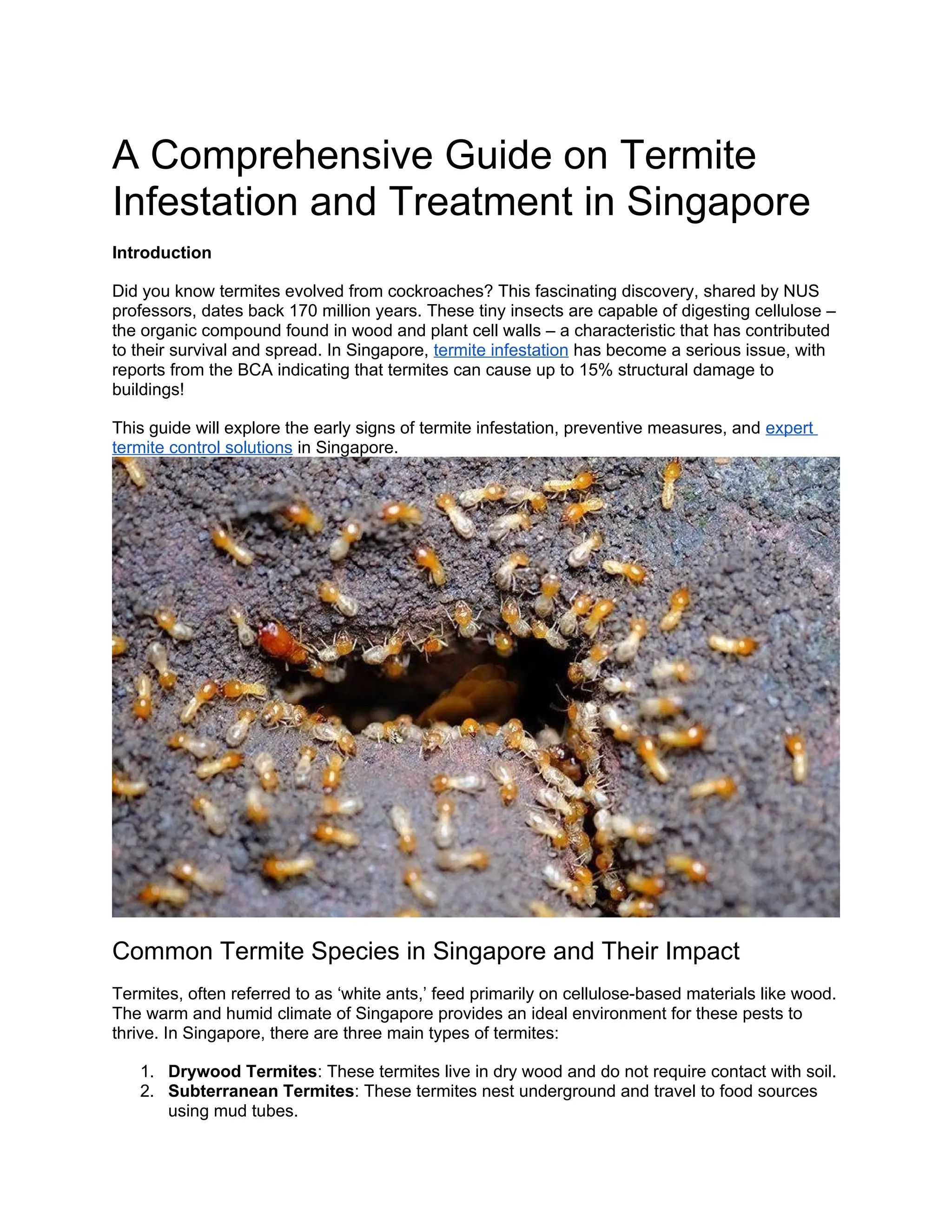 A Comprehensive Guide on Termite Infestation and Treatment in Singapore ...