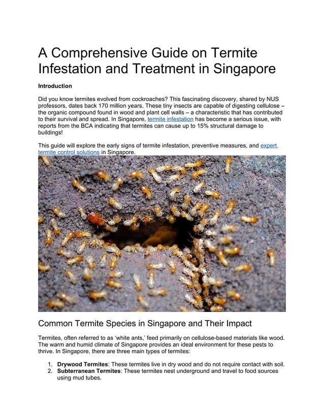 A Comprehensive Guide on Termite Infestation and Treatment in Singapore ...