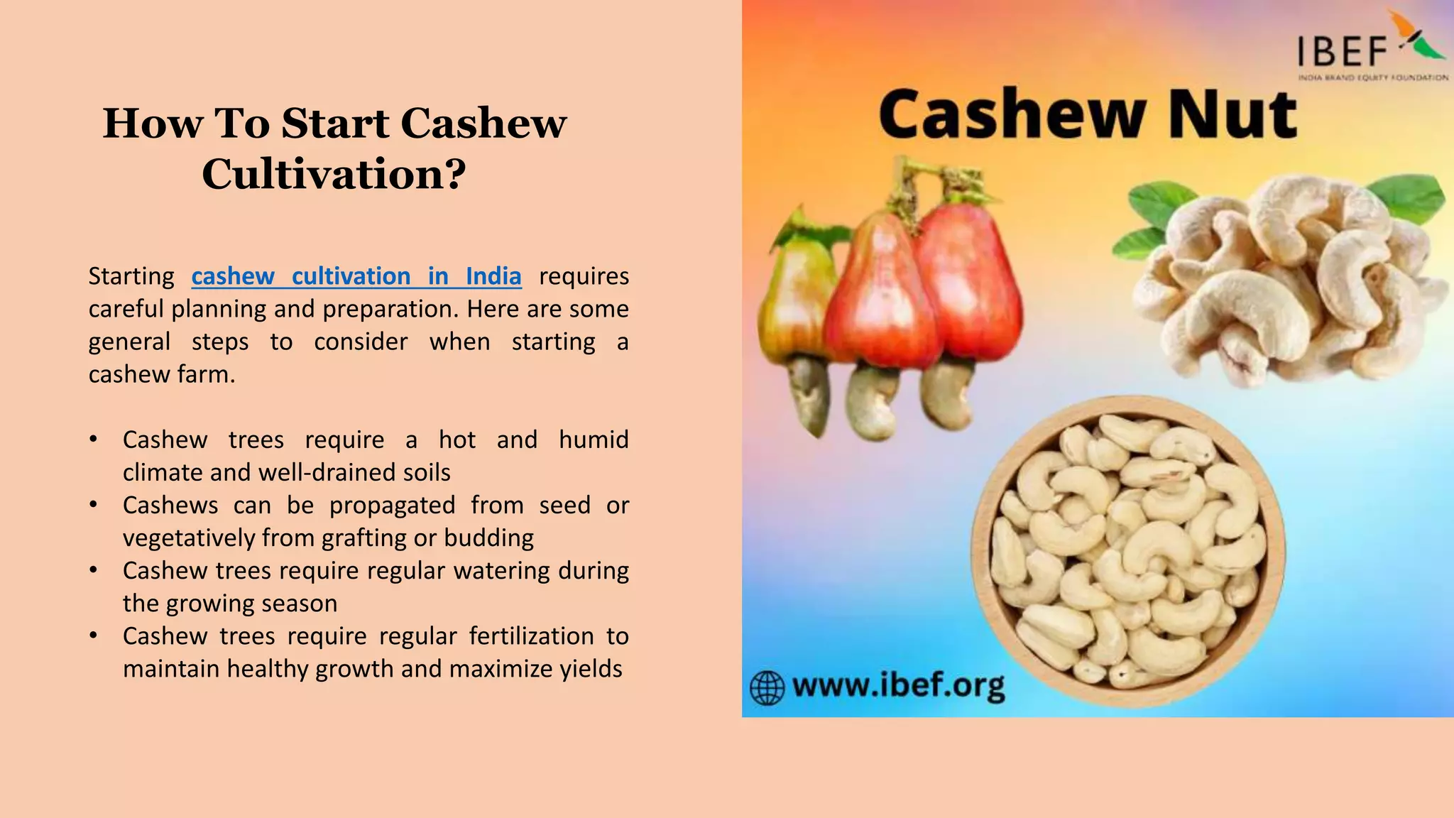 A Comprehensive Guide to Cashew Cultivation in India | PPT | Free Download
