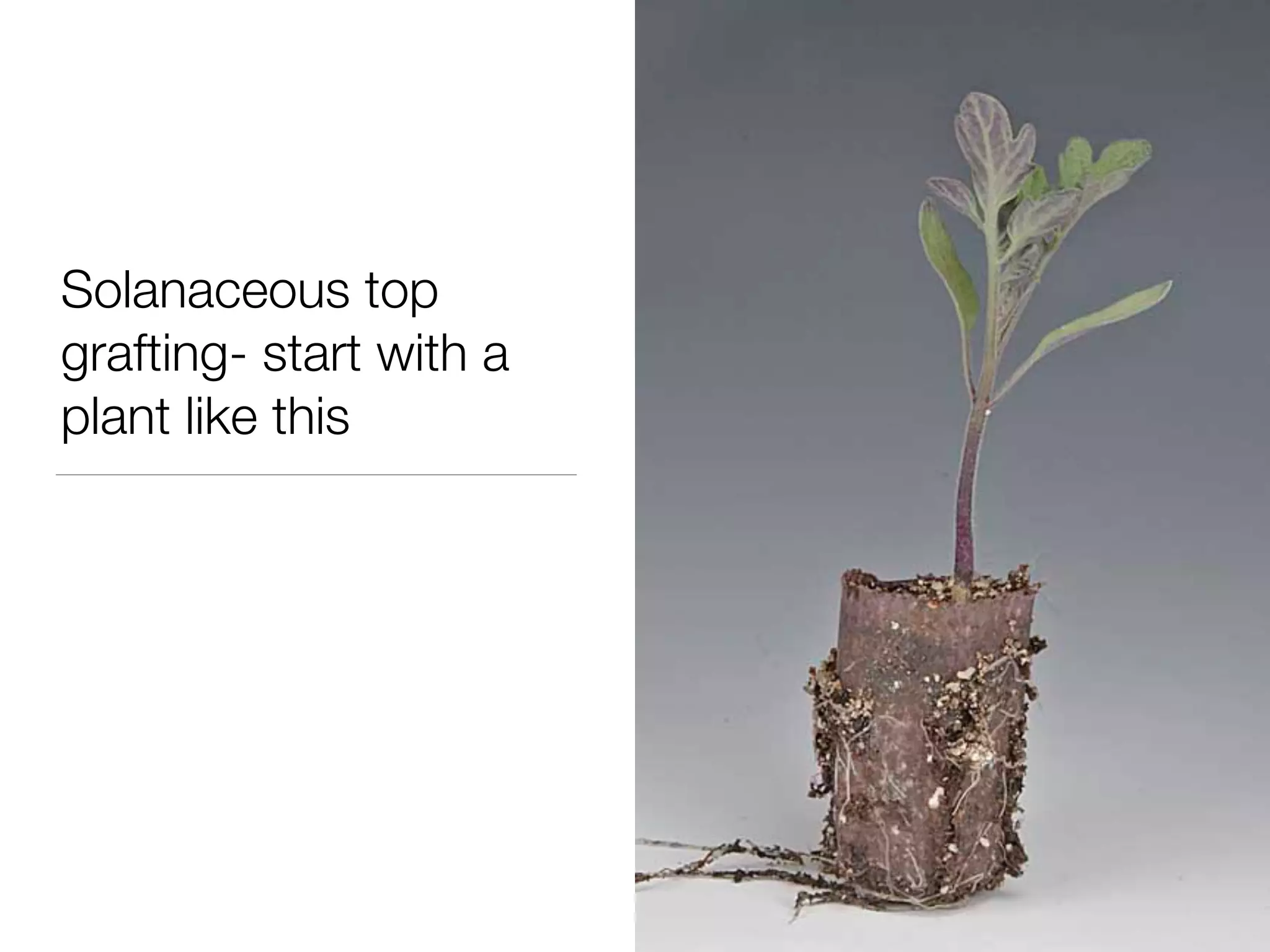 Grafting overview for vegetable crops | PDF