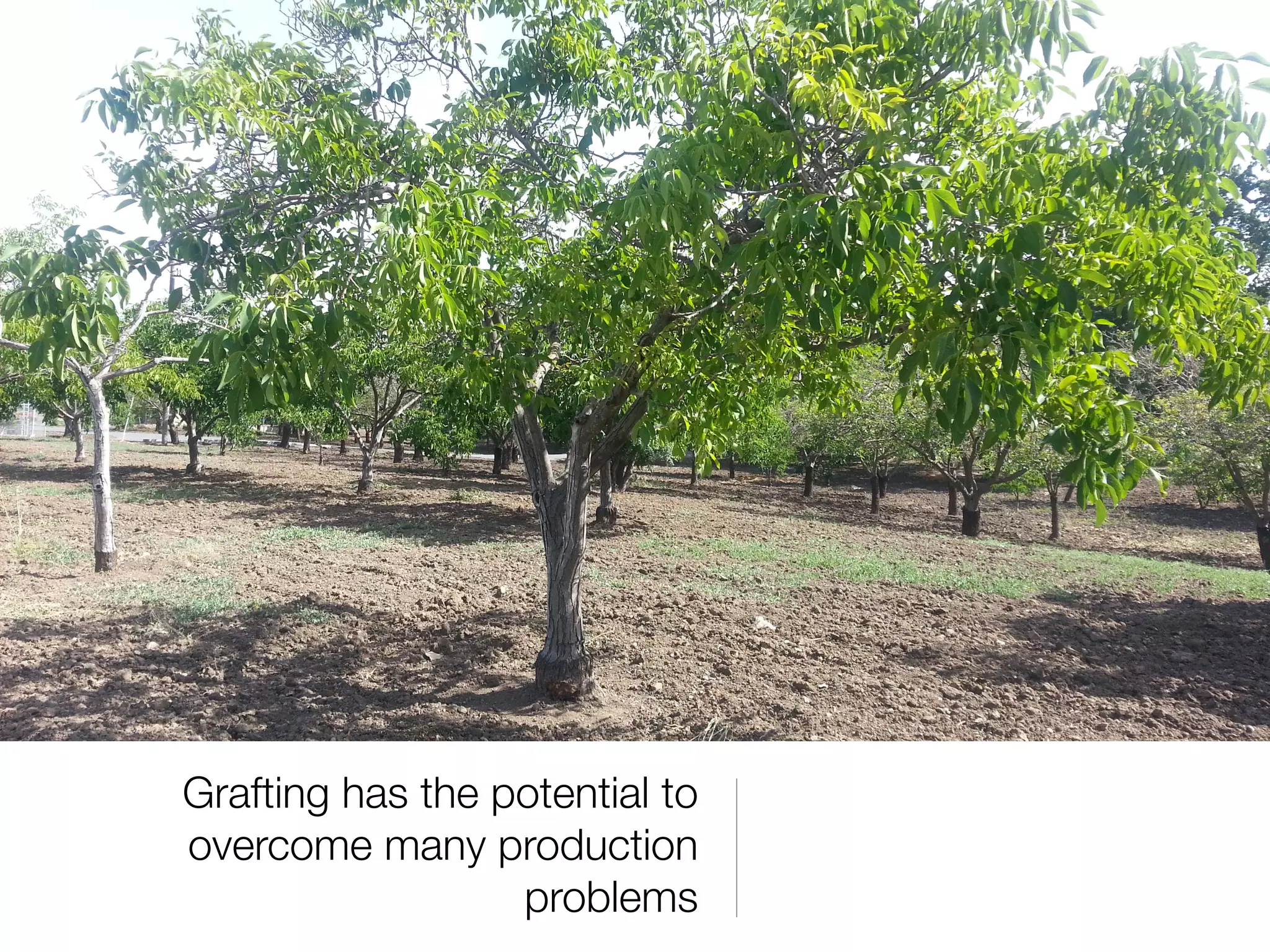 Grafting overview for vegetable crops | PDF