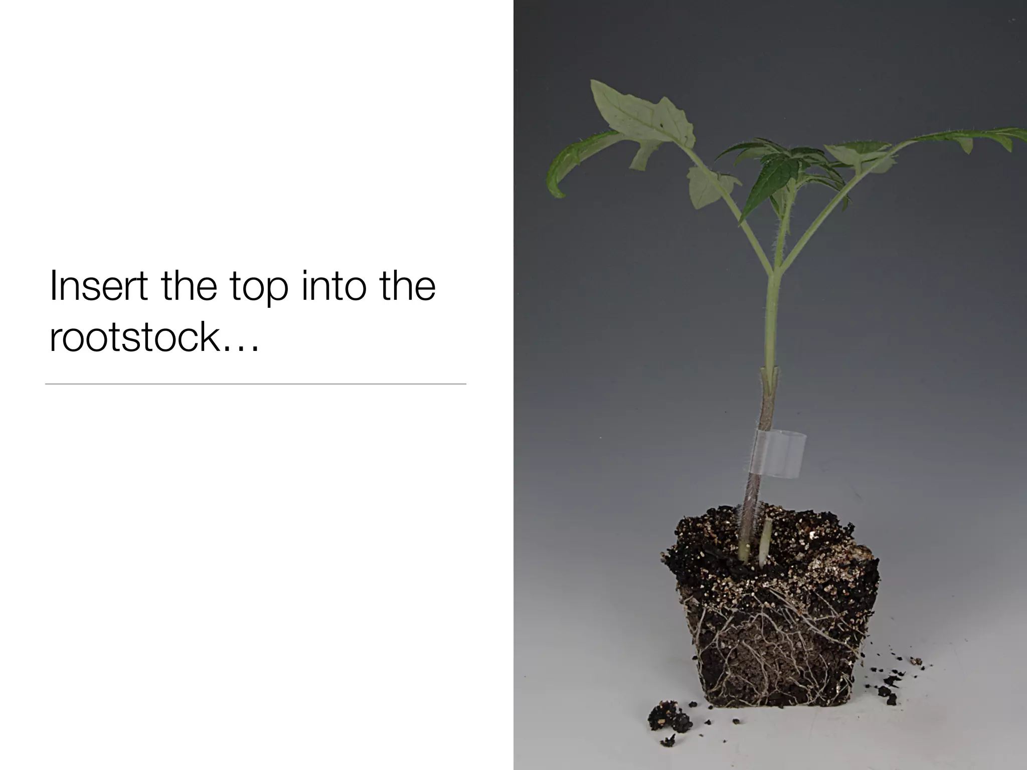Grafting overview for vegetable crops | PDF