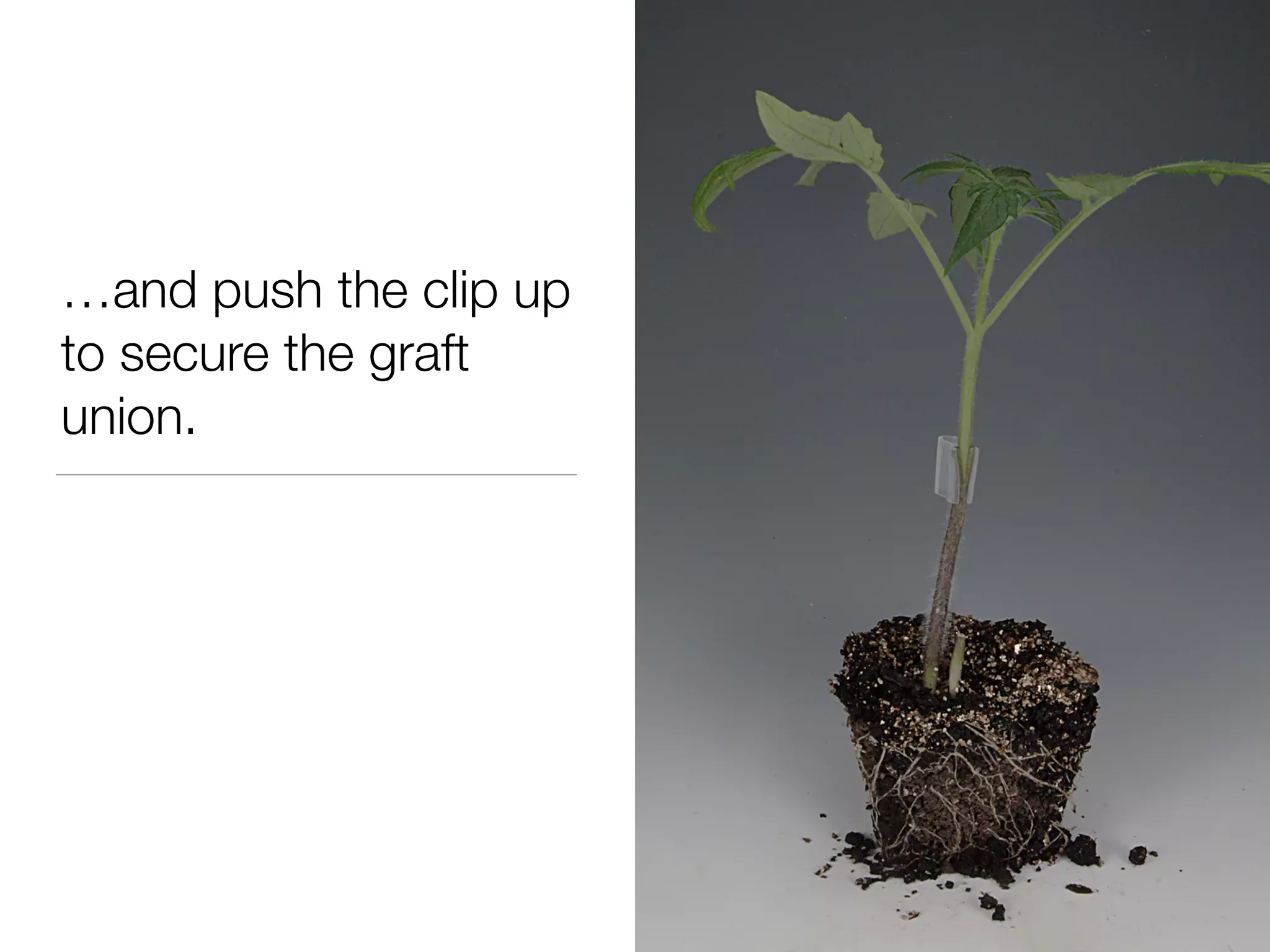 Grafting overview for vegetable crops | PDF
