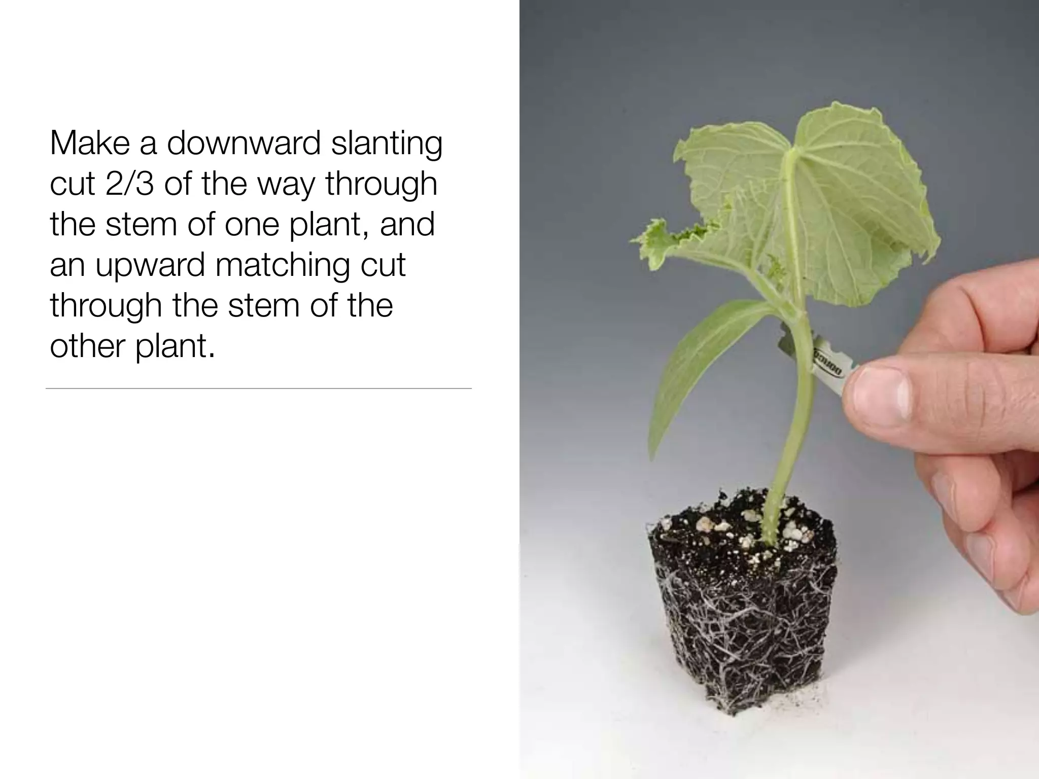 Grafting overview for vegetable crops | PDF