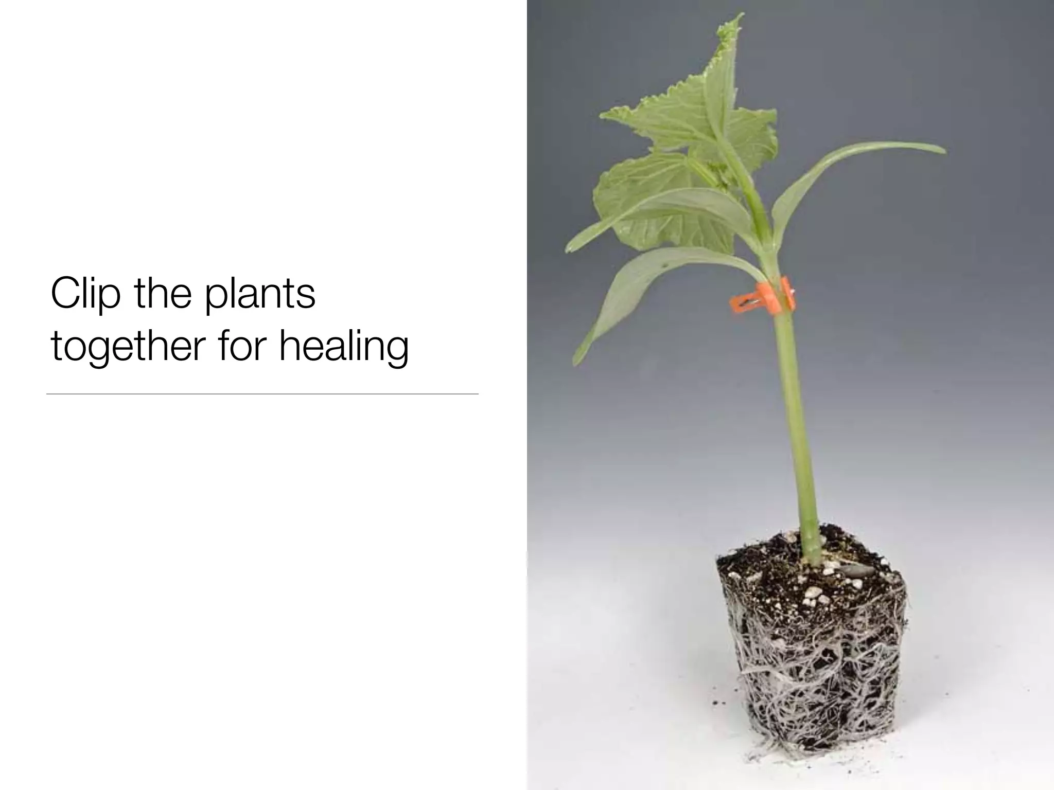 Grafting overview for vegetable crops | PDF