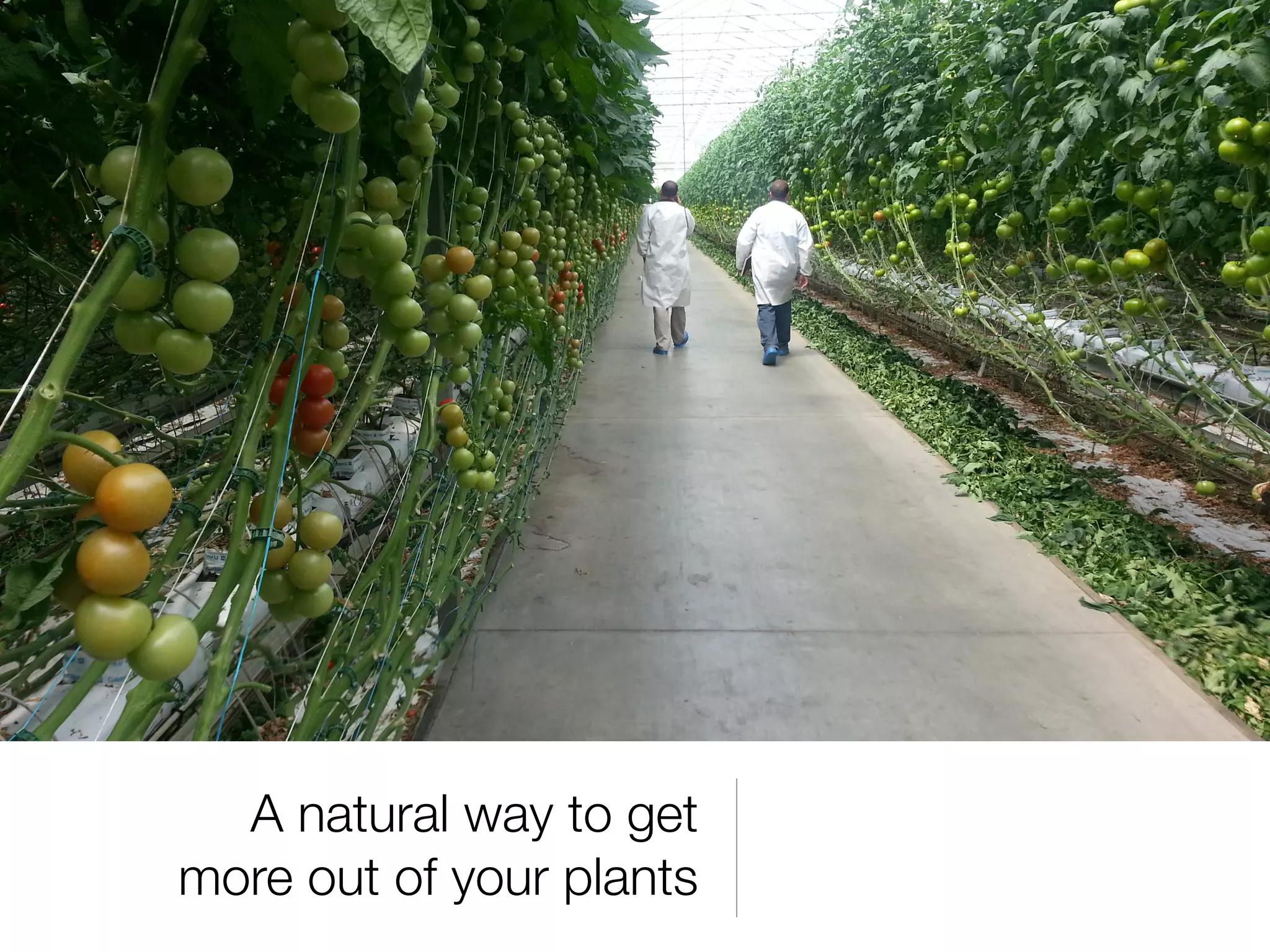 Grafting overview for vegetable crops | PDF