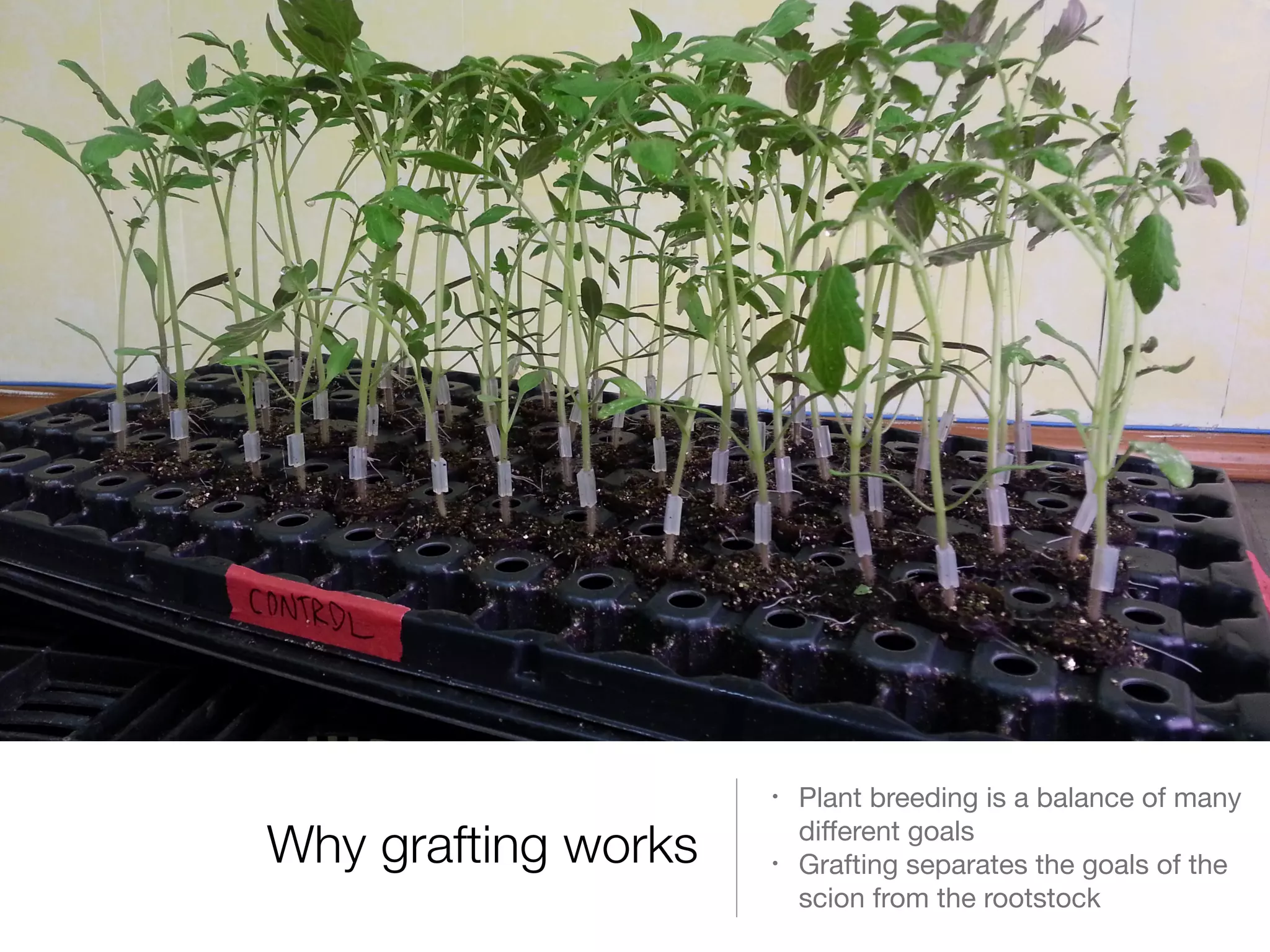 Grafting overview for vegetable crops | PDF