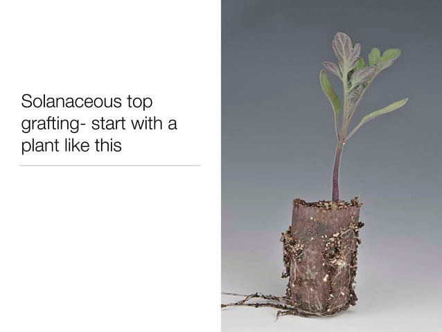 Grafting overview for vegetable crops | PDF