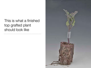 Grafting overview for vegetable crops | PDF