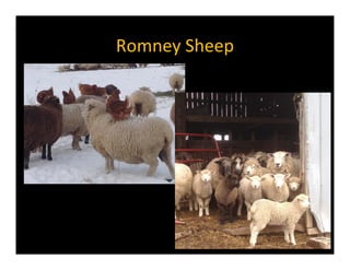 Organic sheep From Lambing to Shearing | PPT