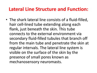 Acoustico lateralis system..,,.,, | PPTX