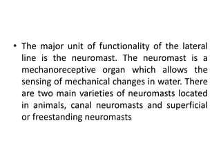 Acoustico lateralis system..,,.,, | PPTX