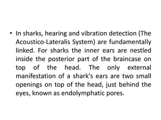 Acoustico lateralis system..,,.,, | PPTX