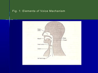 Acoustics of Speech: The Voice Mechanism | PPT