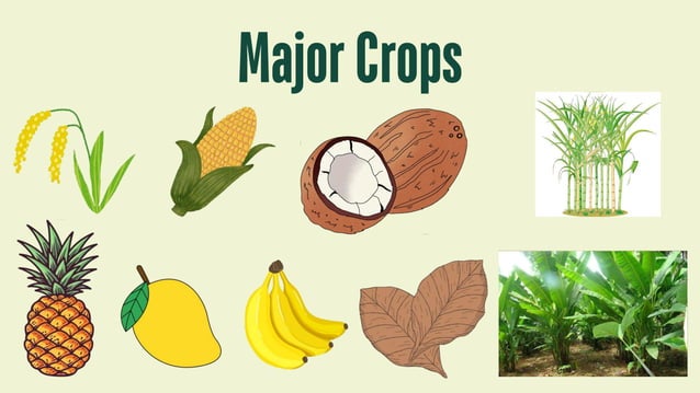 Agri - Crops Production 11 Lesson 1.pptx