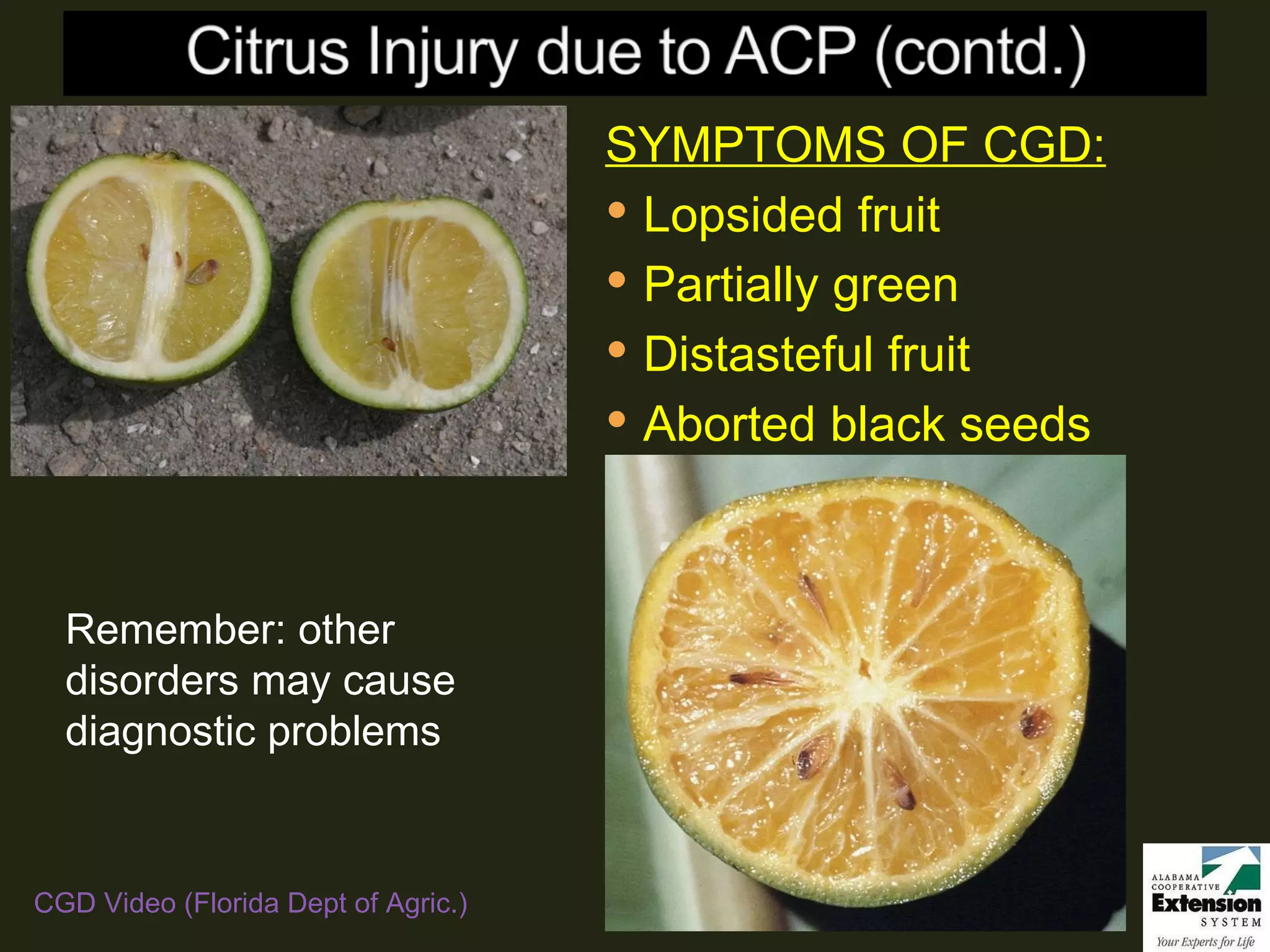 Identification and threat from the Asian Citrus Psyllid | PPT