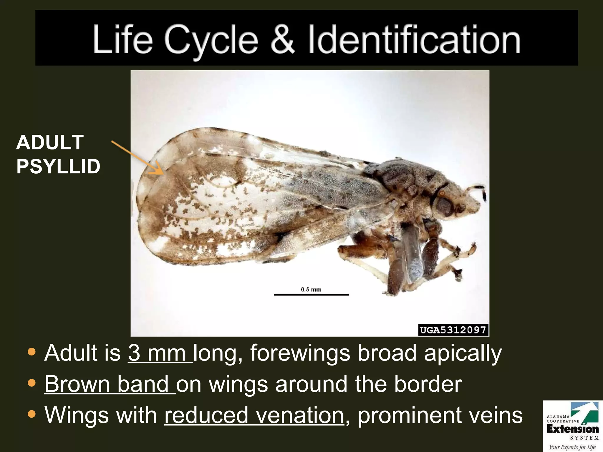 Identification and threat from the Asian Citrus Psyllid | PPT