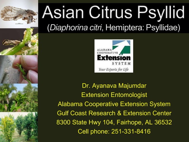 Identification and threat from the Asian Citrus Psyllid | PPT ...