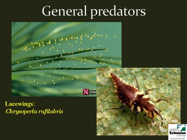 Identification and threat from the Asian Citrus Psyllid | PPT ...