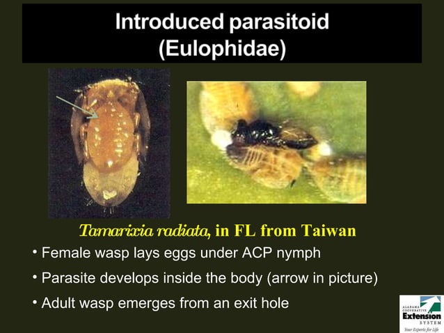 Identification and threat from the Asian Citrus Psyllid | PPT ...
