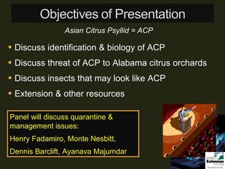 Identification and threat from the Asian Citrus Psyllid | PPT