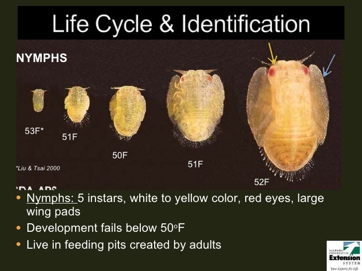 Identification and threat from the Asian Citrus Psyllid