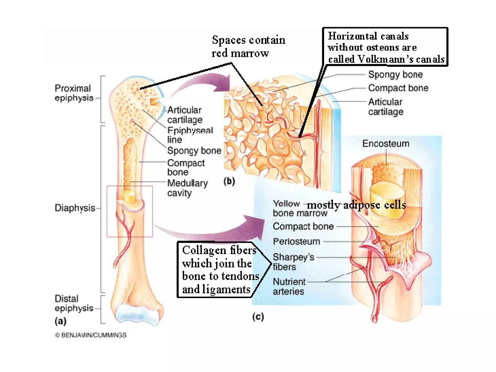 Acquired Bone Deformities | PPT
