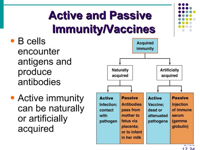 Acquired immunity | PPT