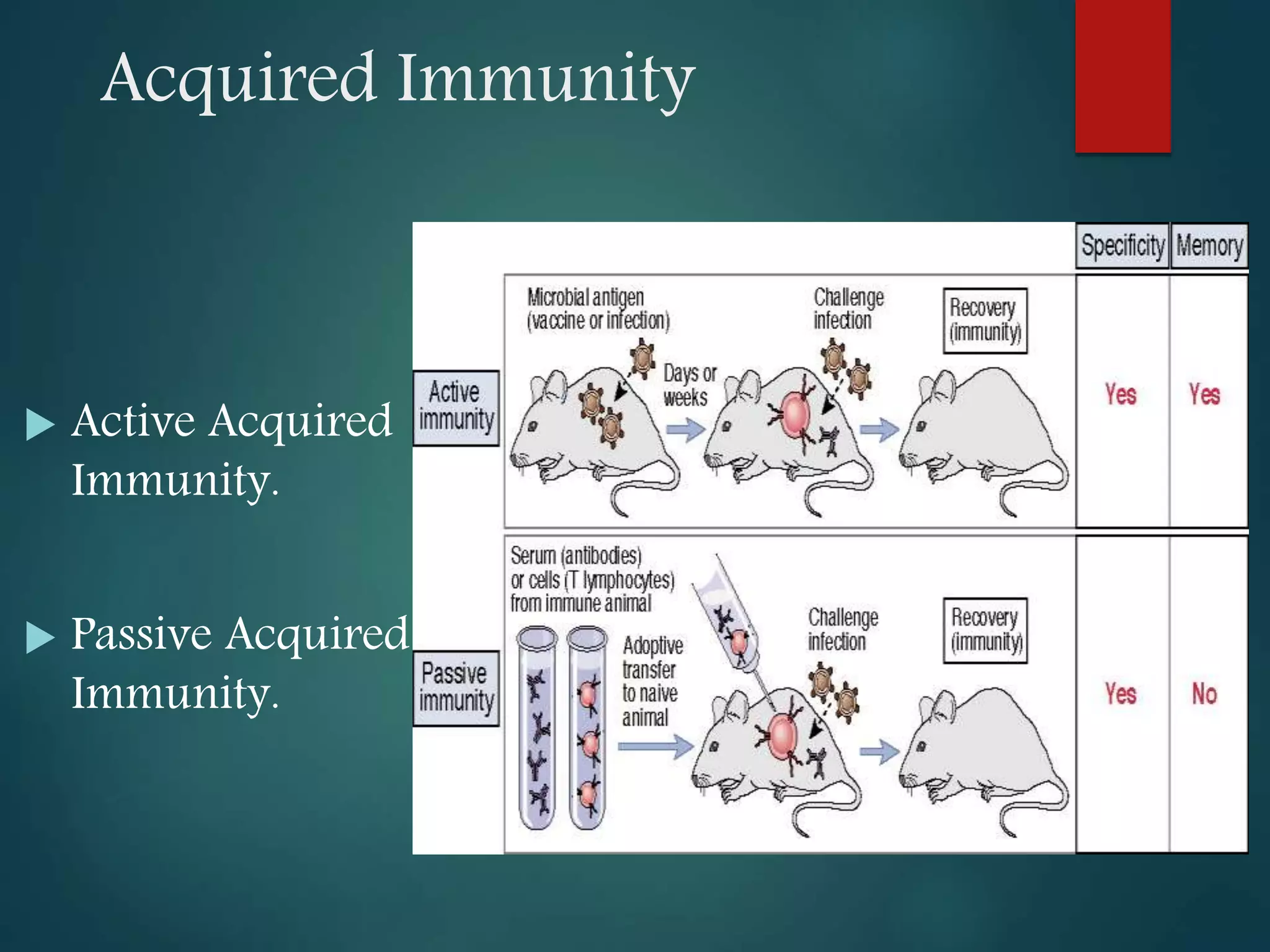 Acquired immunity | PPTX | Biological Sciences | Science