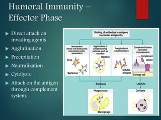 Acquired immunity | PPTX | Biological Sciences | Science