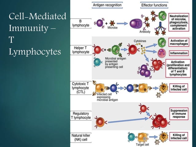 Acquired immunity | PPTX | Biological Sciences | Science