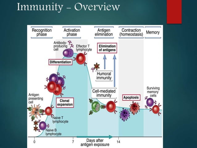 Acquired immunity | PPTX | Biological Sciences | Science