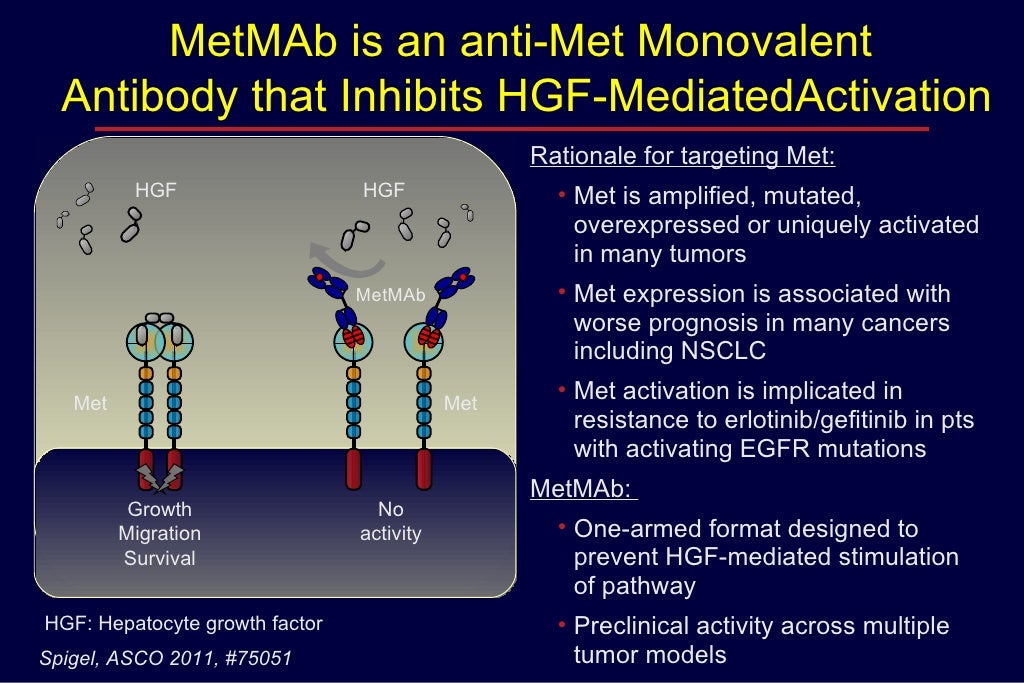 MetMAb is an anti-Met Monovalent