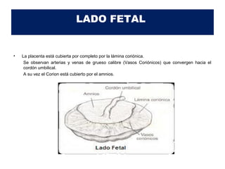 Acretismo placentario | PPT
