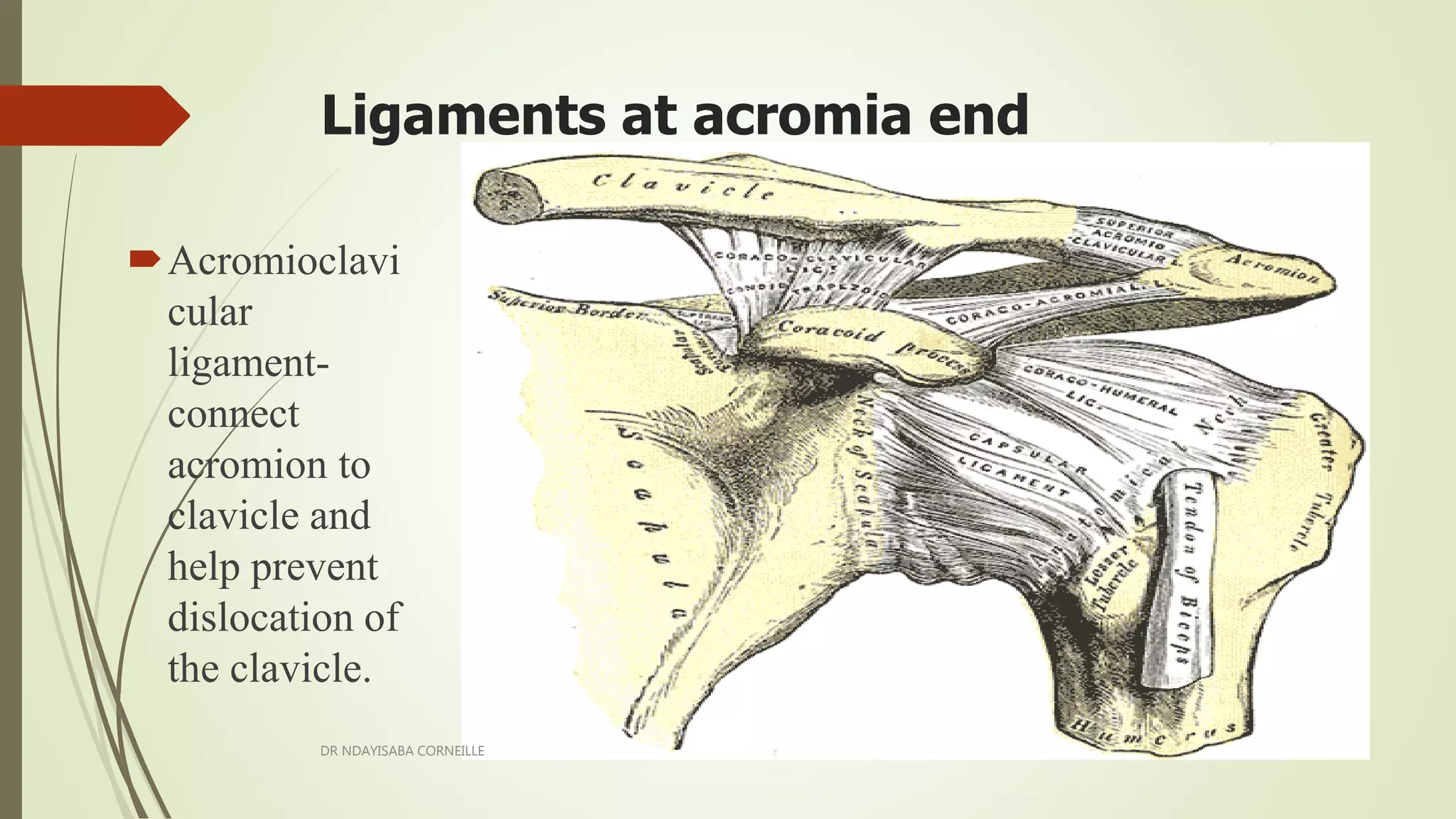 Acromioclavicular and sternoclavicular joint | PPTX