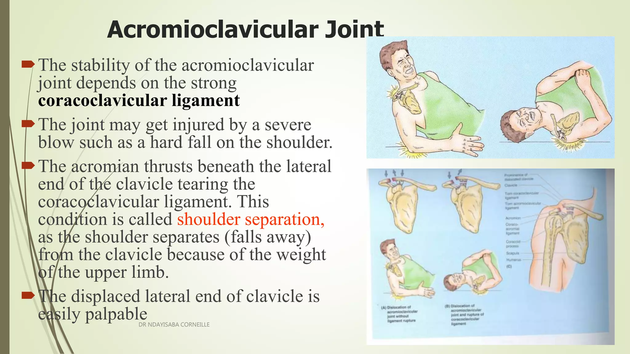 Acromioclavicular and sternoclavicular joint | PPTX