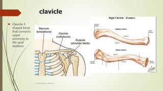 Acromioclavicular and sternoclavicular joint | PPTX