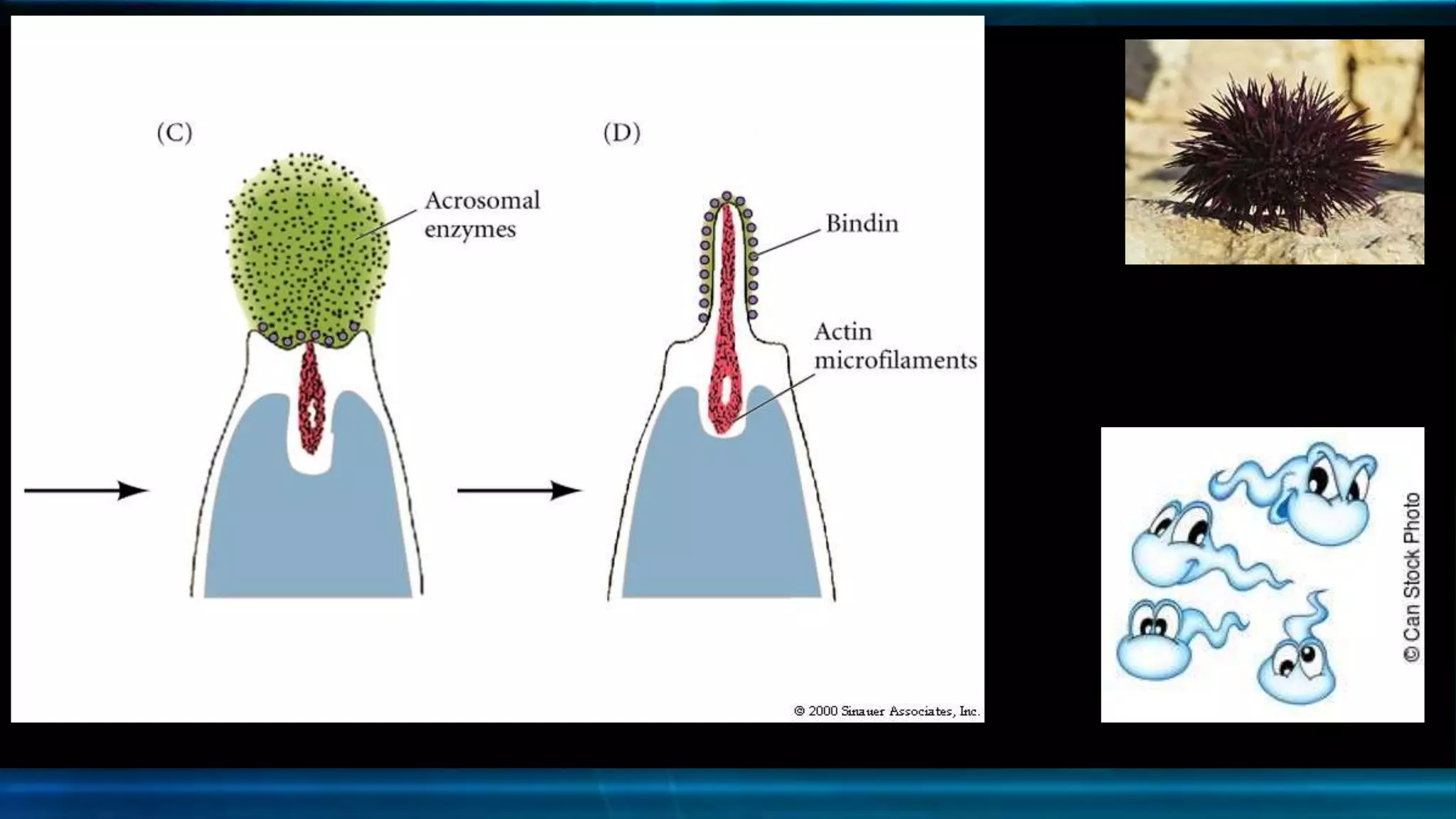 Acrosome reaction in sea urchin | PPTX