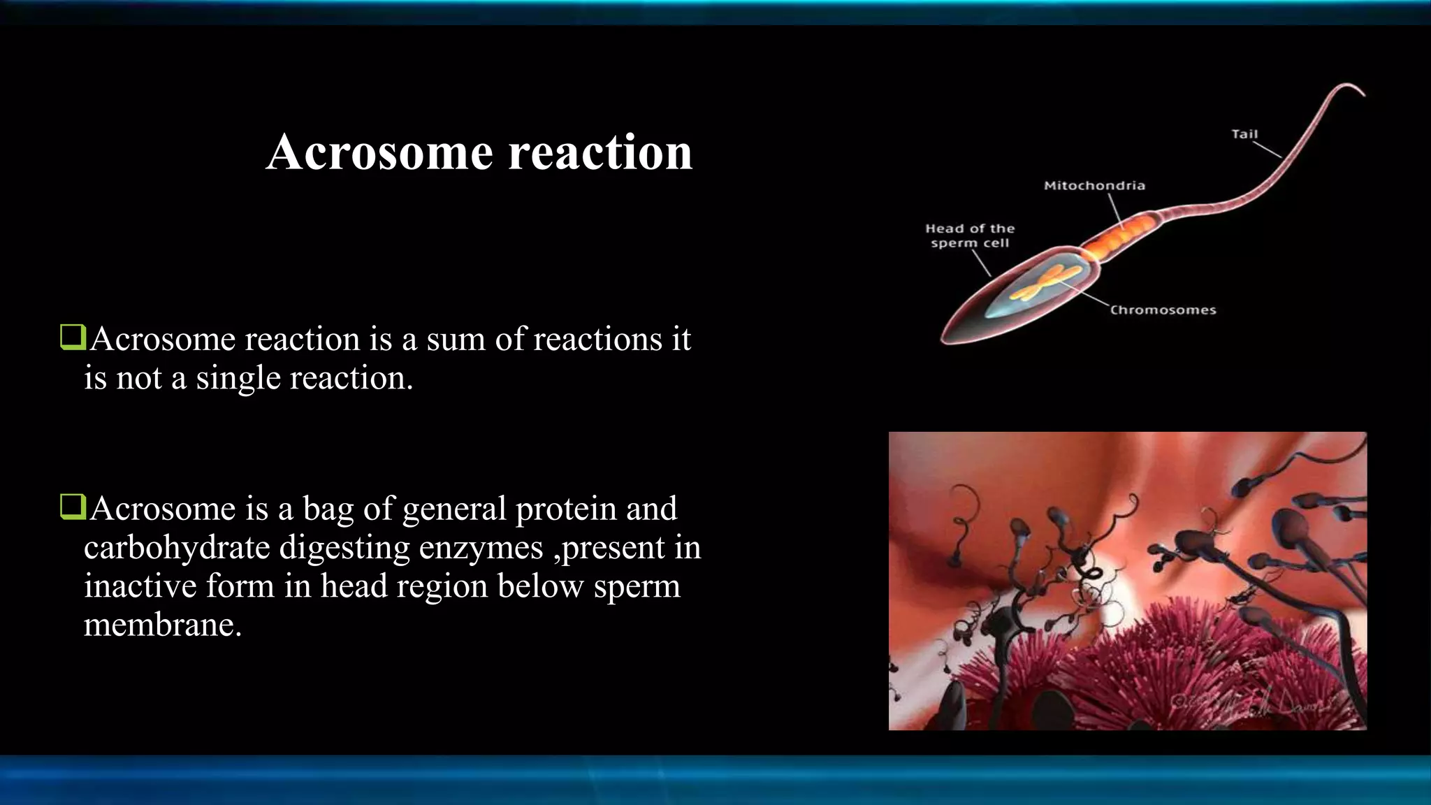 Acrosome reaction in sea urchin | PPTX