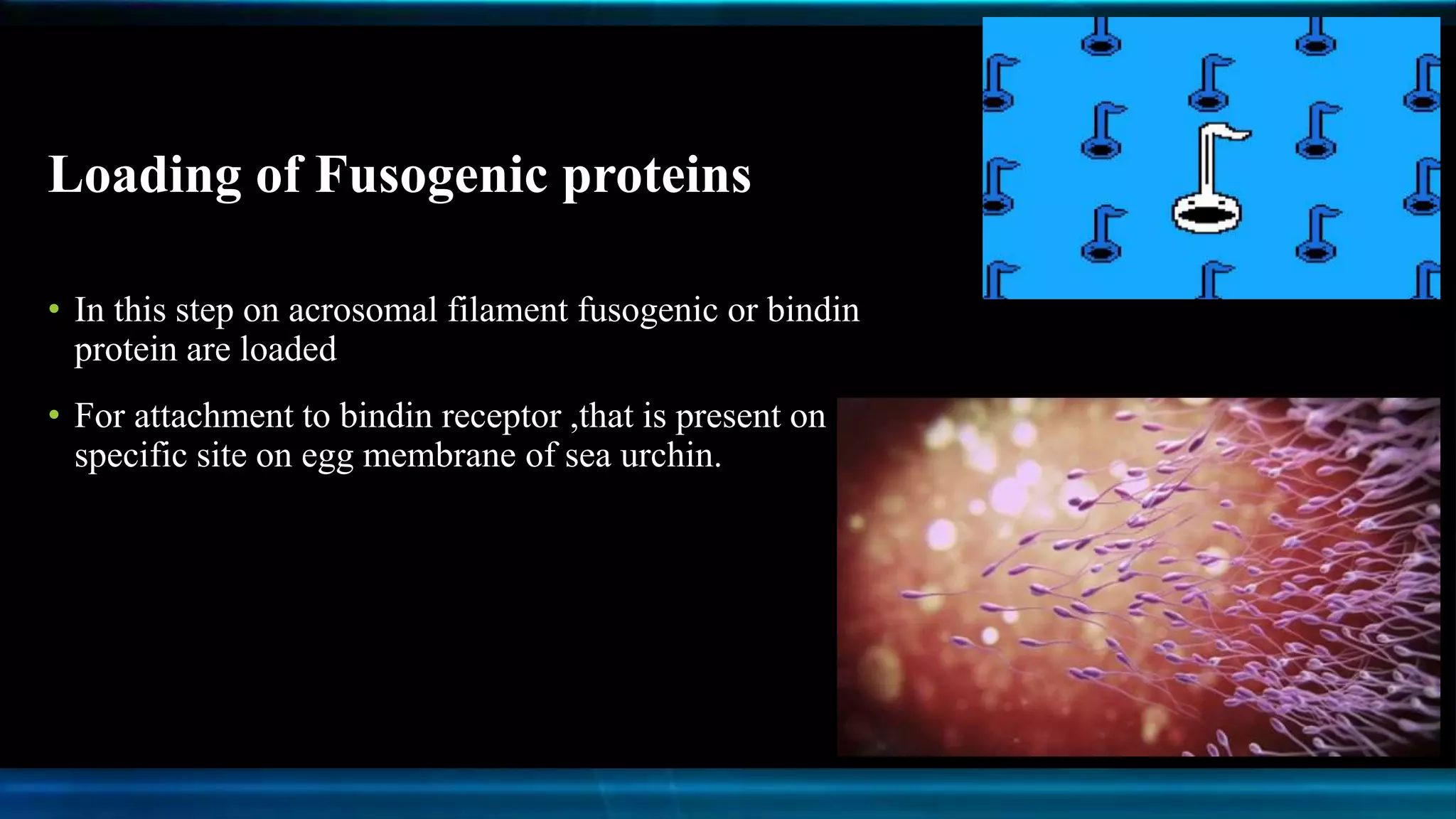 Acrosome reaction in sea urchin | PPTX