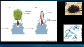 Acrosome reaction in sea urchin | PPTX