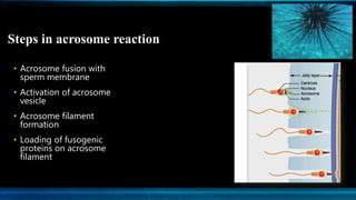 Acrosome reaction in sea urchin | PPTX