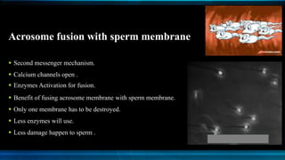 Acrosome reaction in sea urchin | PPTX