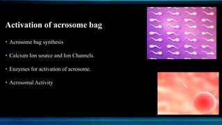 Acrosome reaction in sea urchin | PPTX
