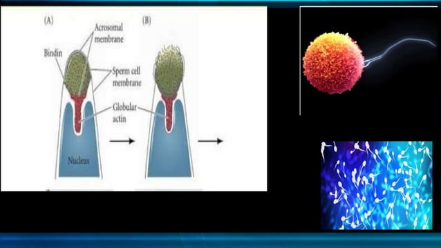 Acrosome reaction in sea urchin | PPTX