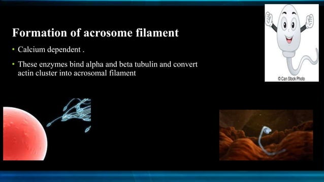 Acrosome reaction in sea urchin | PPTX