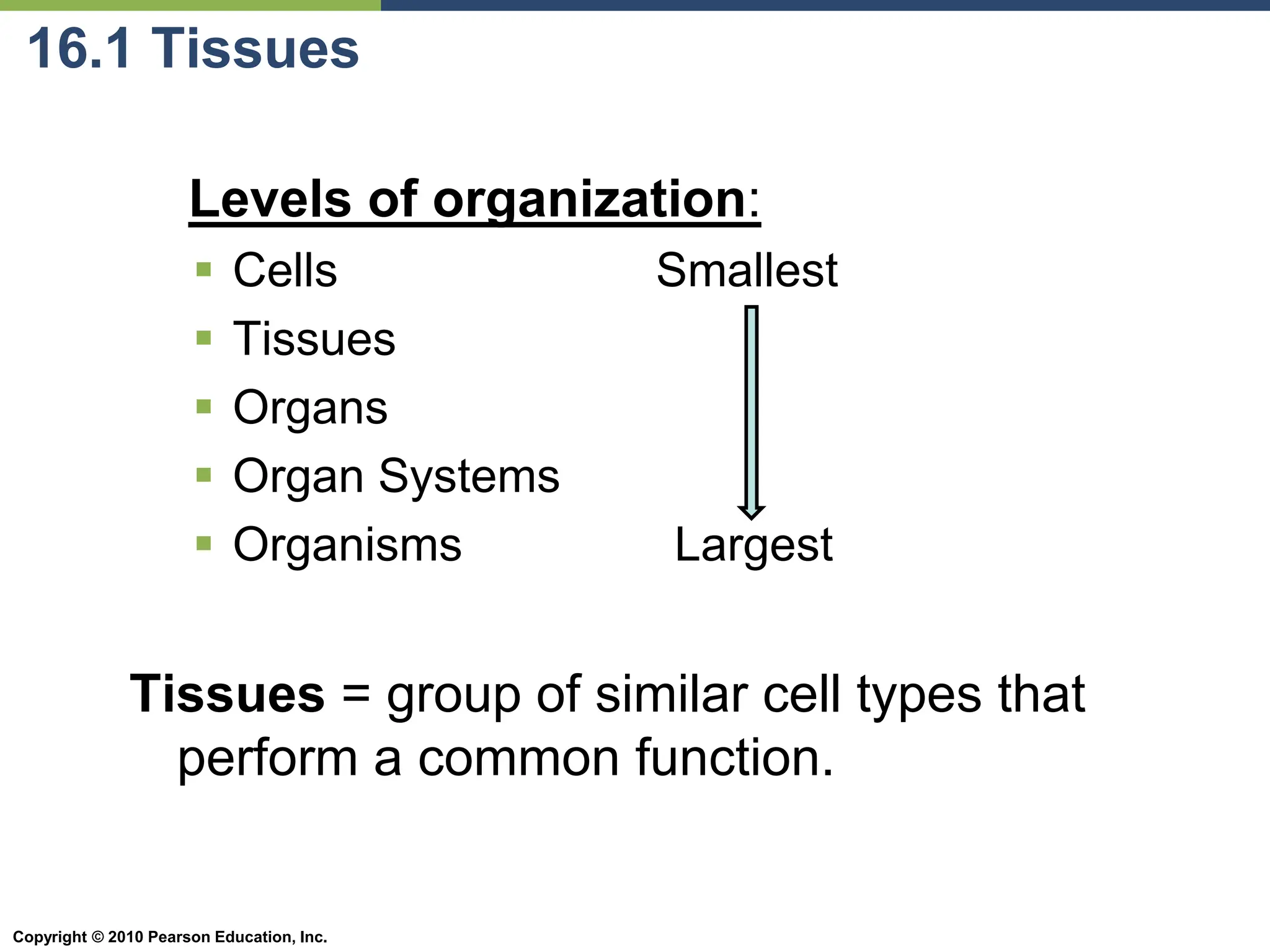 ACS-1 - Tissue Level of Organization.ppt