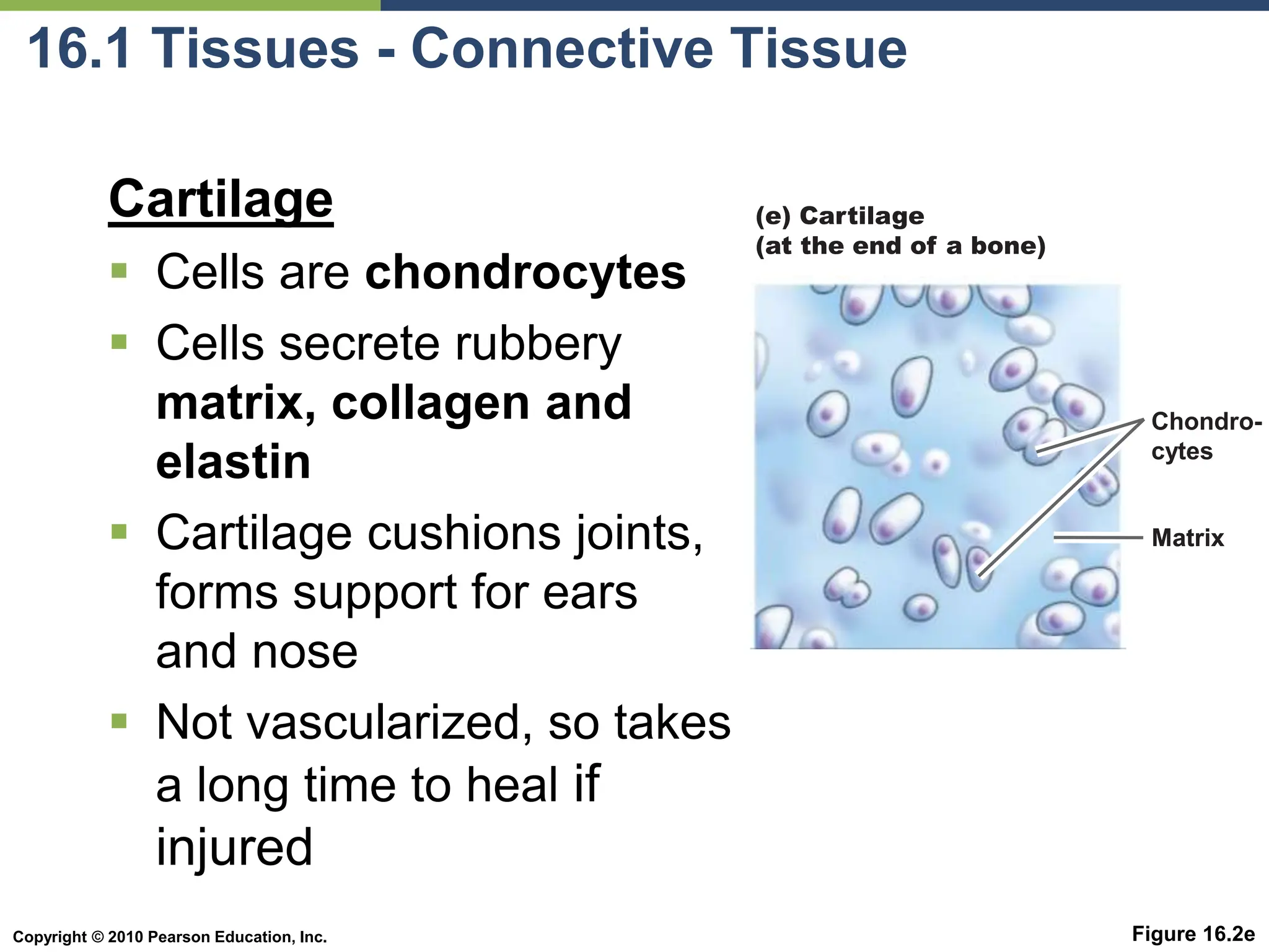 ACS-1 - Tissue Level of Organization.ppt