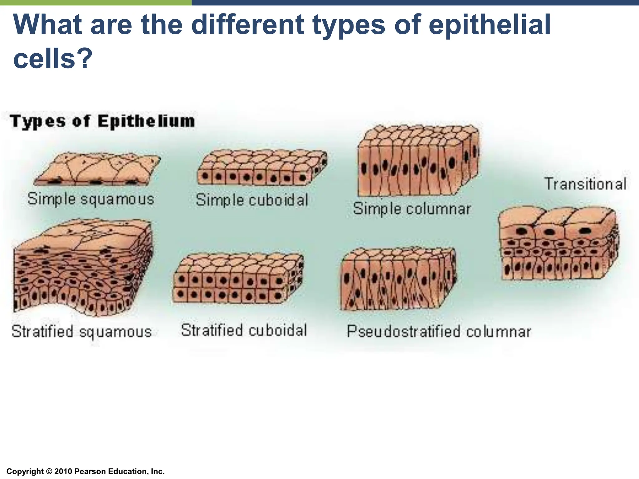 ACS-1 - Tissue Level of Organization.ppt