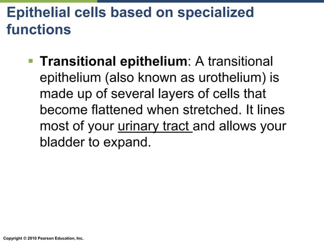 ACS-1 - Tissue Level of Organization.ppt